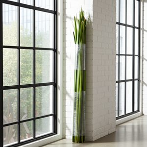 Palm Leaves and Branches – Fresh Palm Leaves