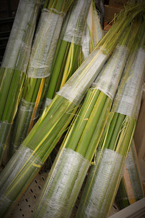 Palm Strips – Fresh Palm Leaves