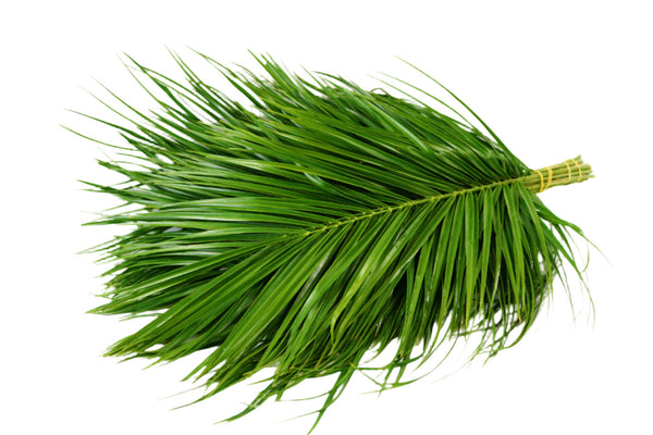 Teepee Palm Leaves Pack of 15 – Fresh Palm Leaves